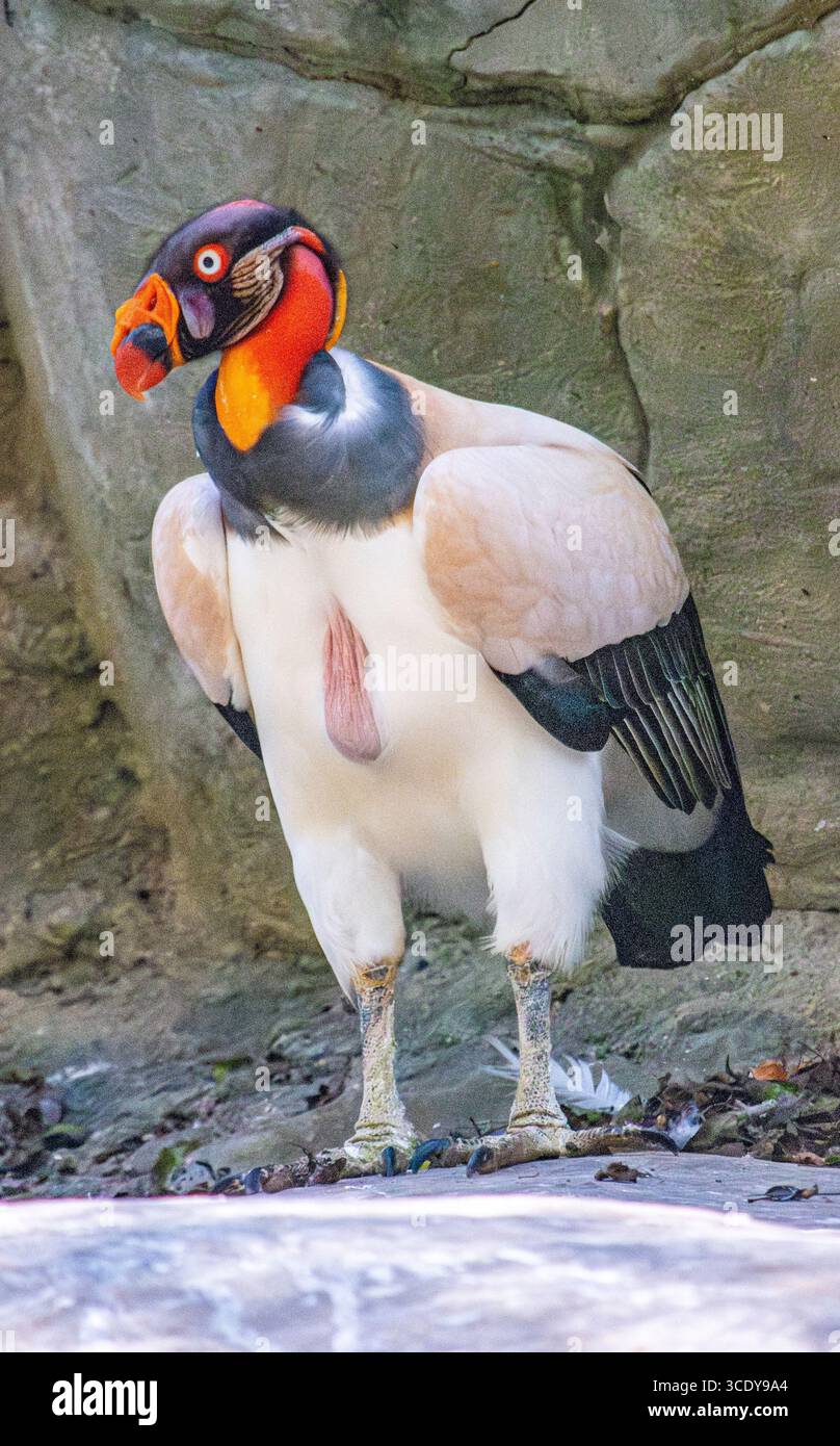 Majestic vulture stands hi-res stock photography and images - Alamy