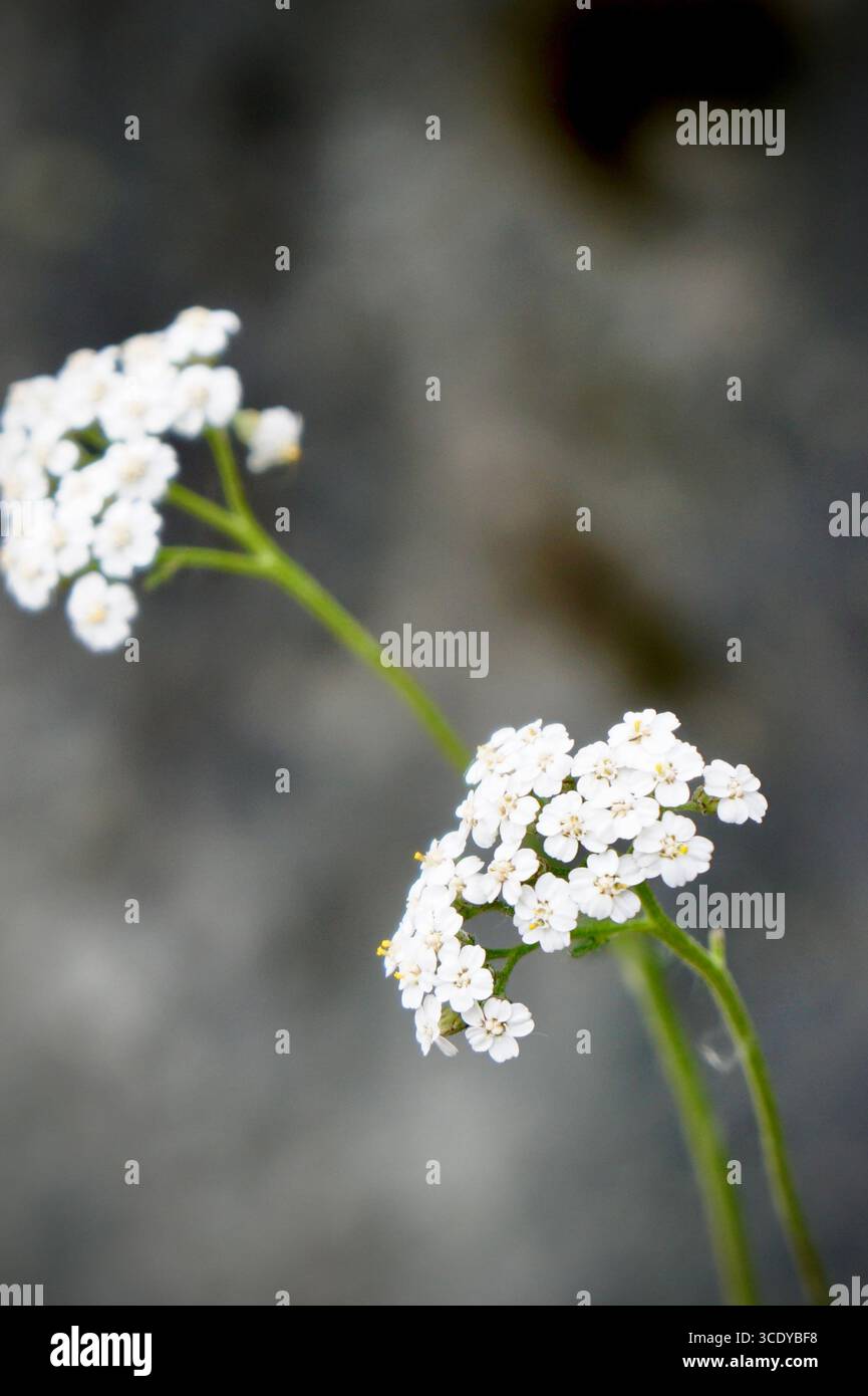 Where resilience meets delicate beauty: the Yarrow Stock Photo - Alamy