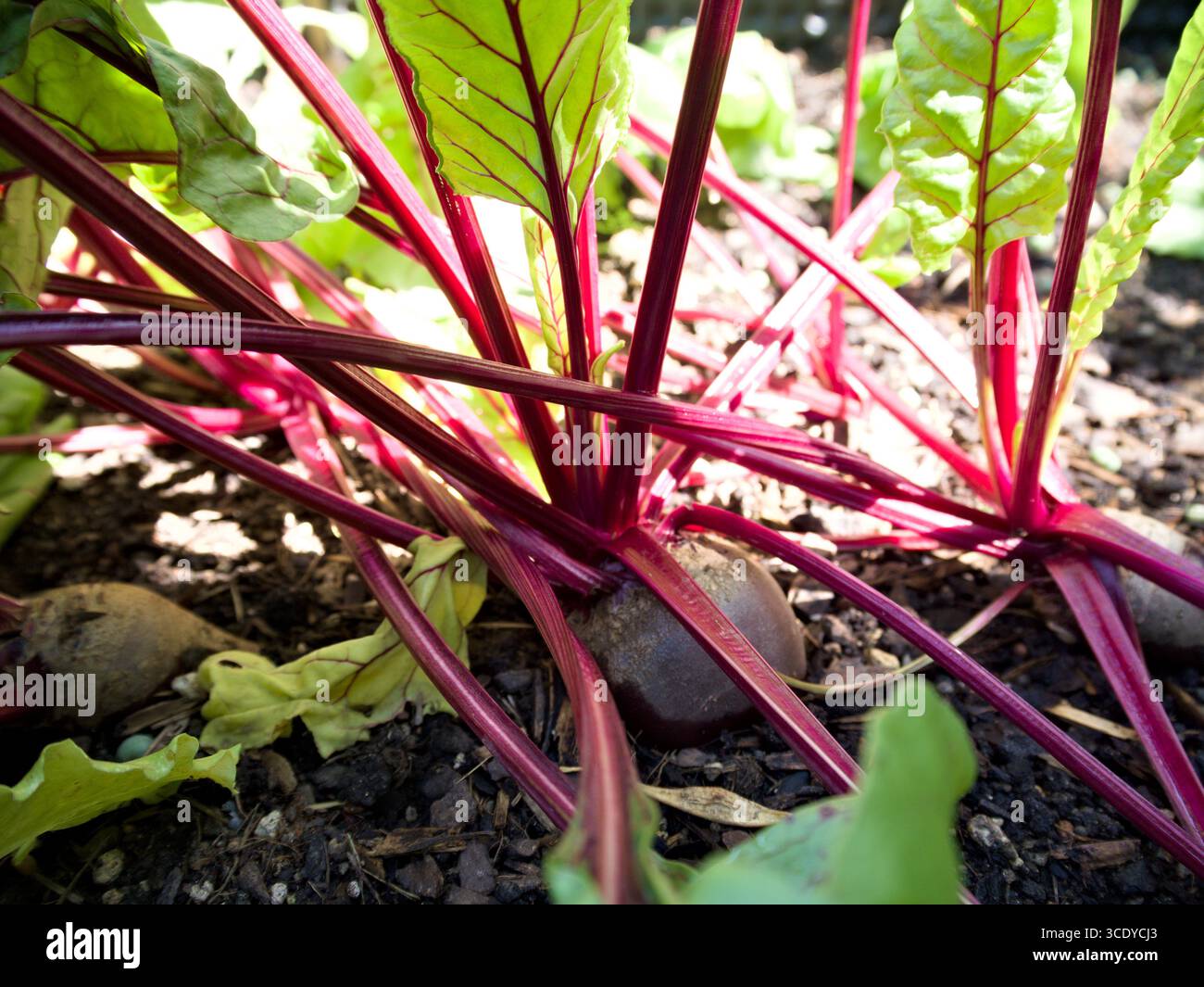 Growing table hi-res stock photography and images - Alamy
