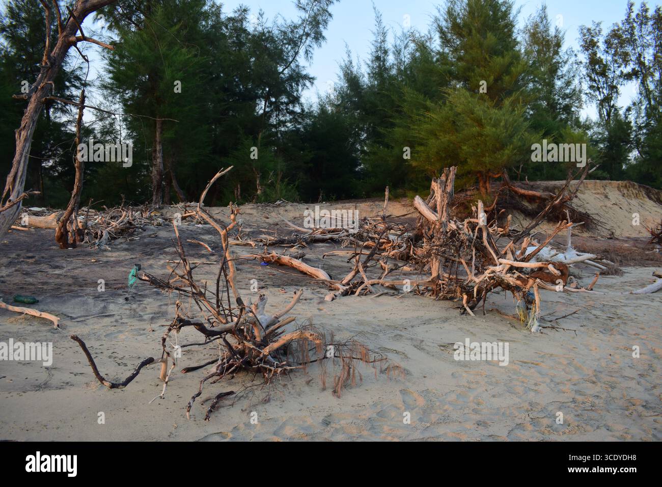 Impact of deforestation hi-res stock photography and images - Alamy