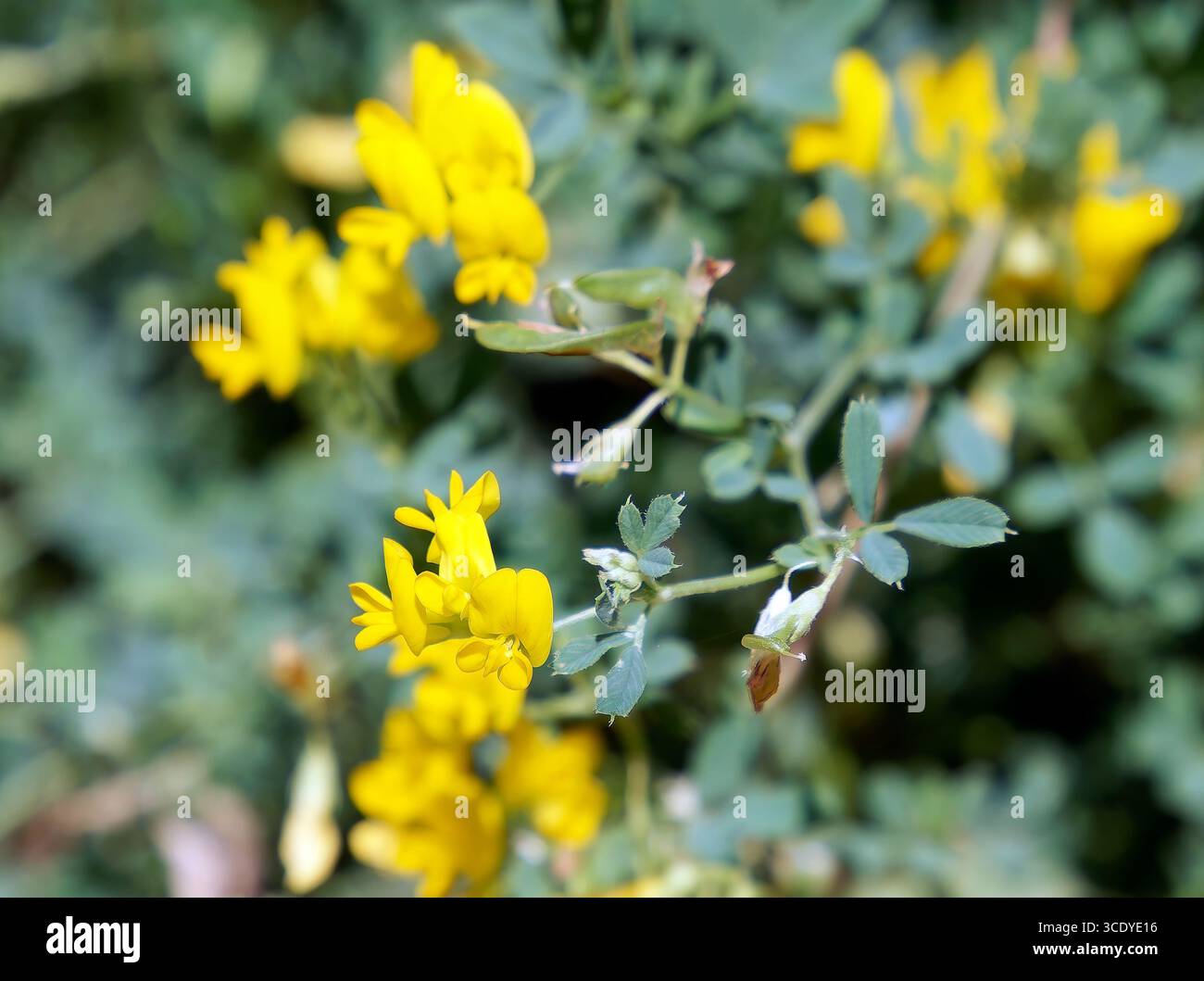 yellow lucerne, sickle alfalfa, yellow-flowered alfalfa, yellow alfalfa ...