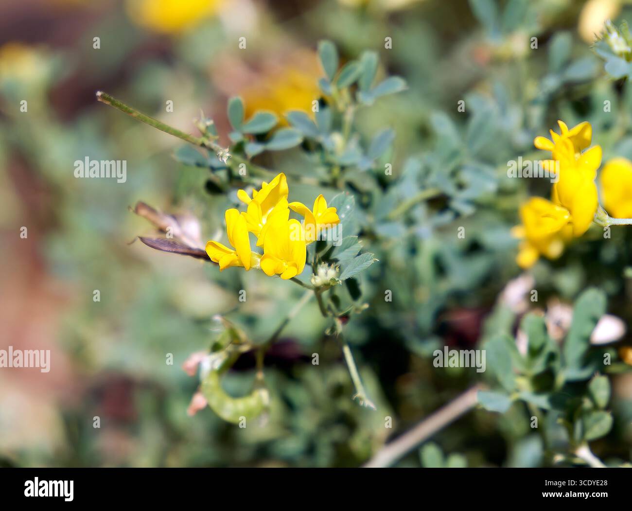 yellow lucerne, sickle alfalfa, yellow-flowered alfalfa, yellow alfalfa ...