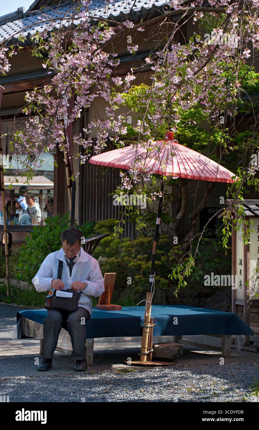 Man relaxing under a "benigasa" (red umbrella) and "shidarezakura ...