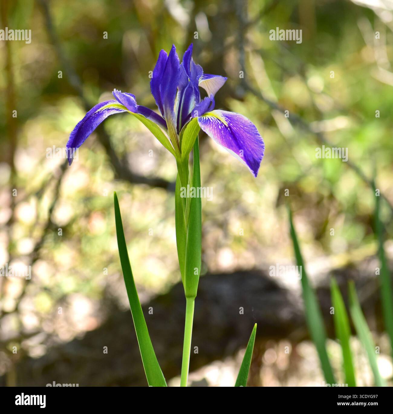 Western Blue Flag (Iris missouriensis). Roots used by native Americans ...