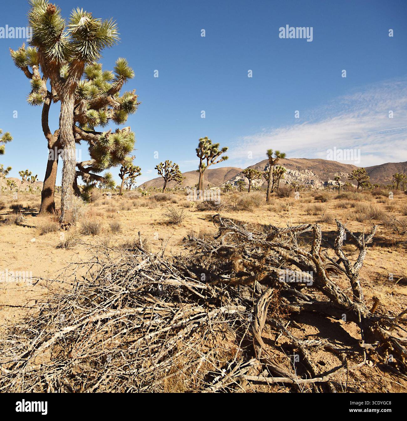 Desert culture artifacts hi-res stock photography and images - Alamy