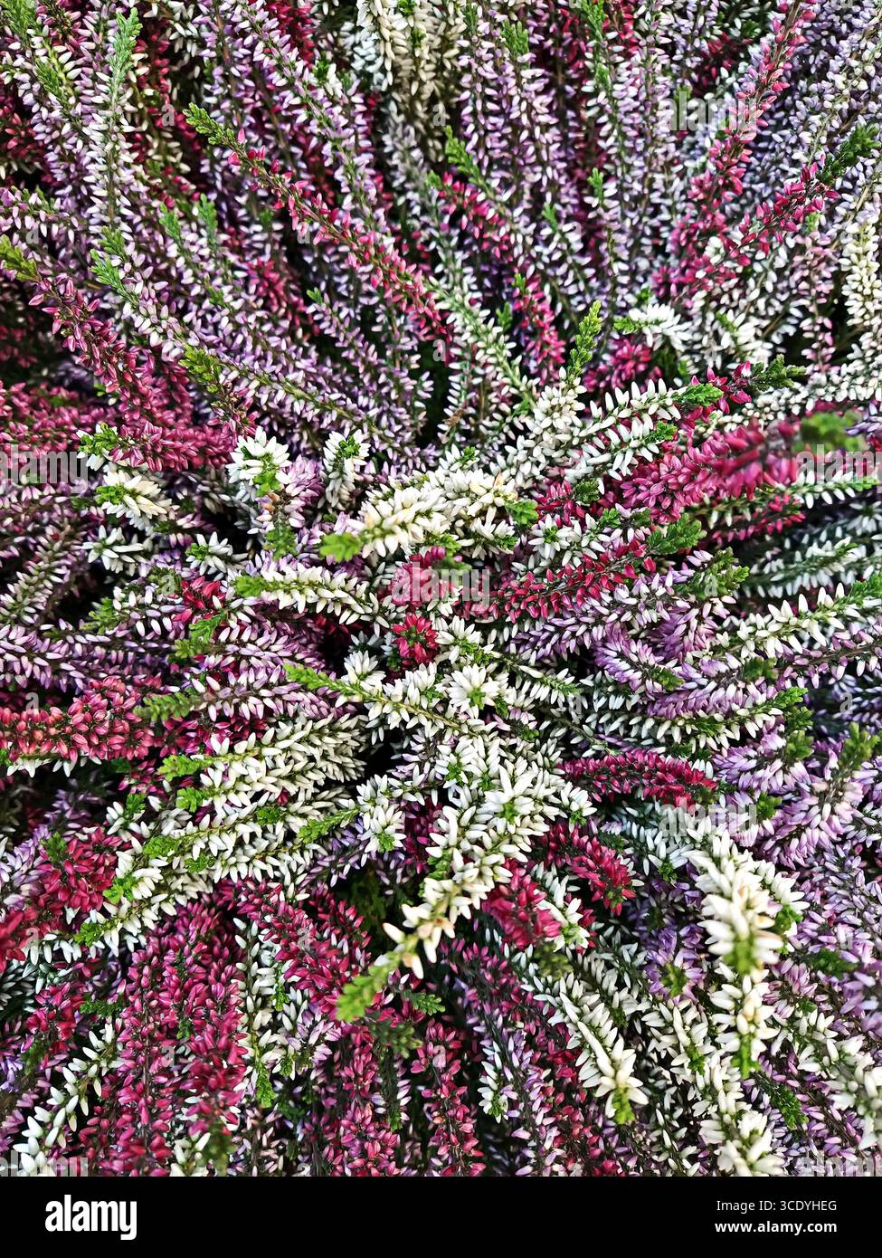Heather bush in autumn with multicolor spiky stems forming natural ...