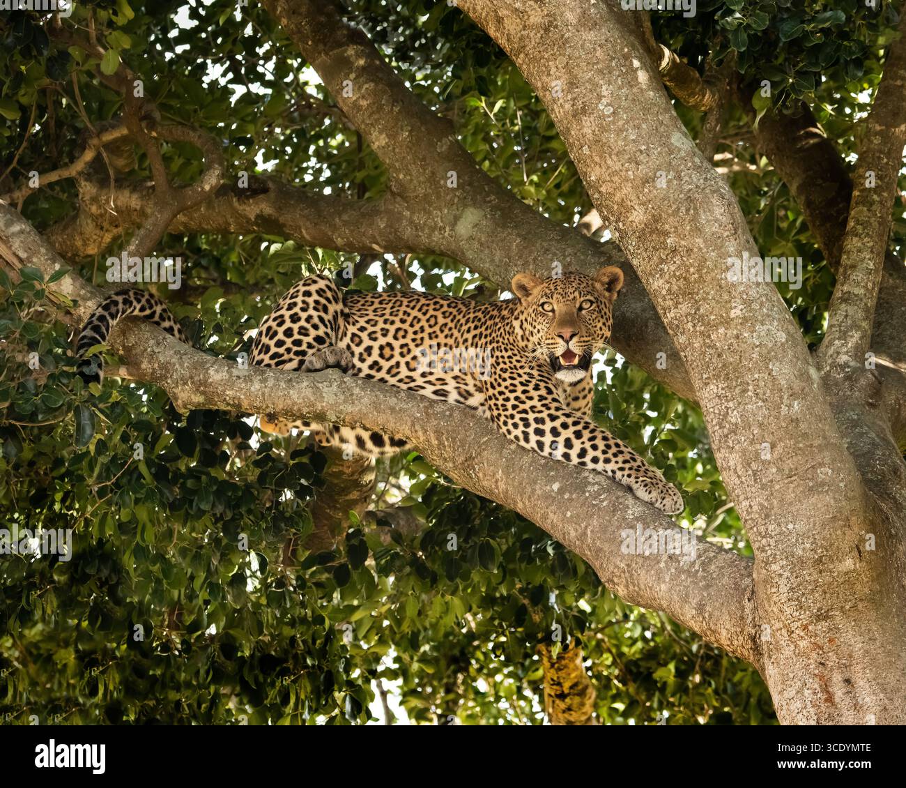 Leopard resting in tree in Tanzania, Africa Stock Photo - Alamy