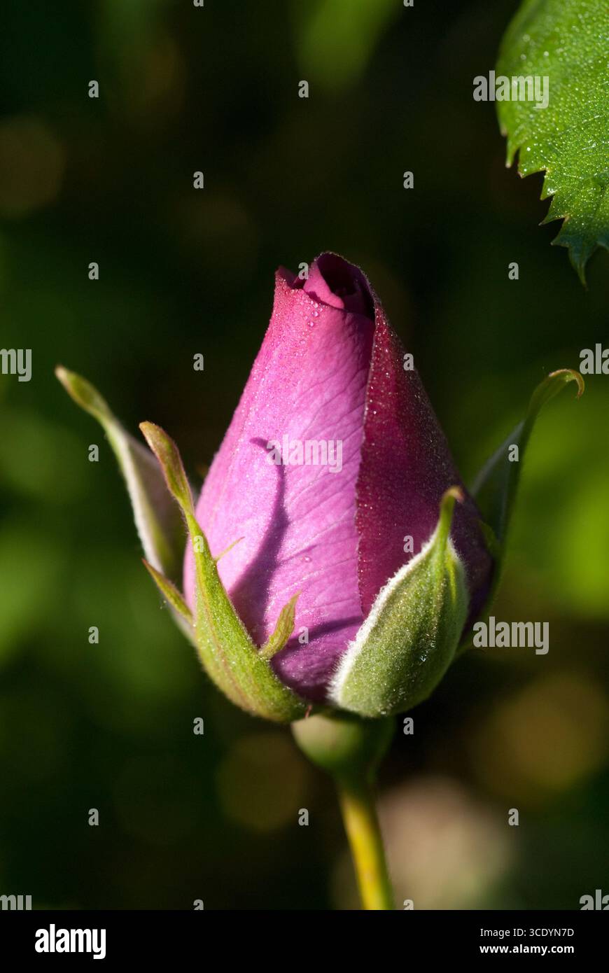 Soft hues hinting hi-res stock photography and images - Alamy