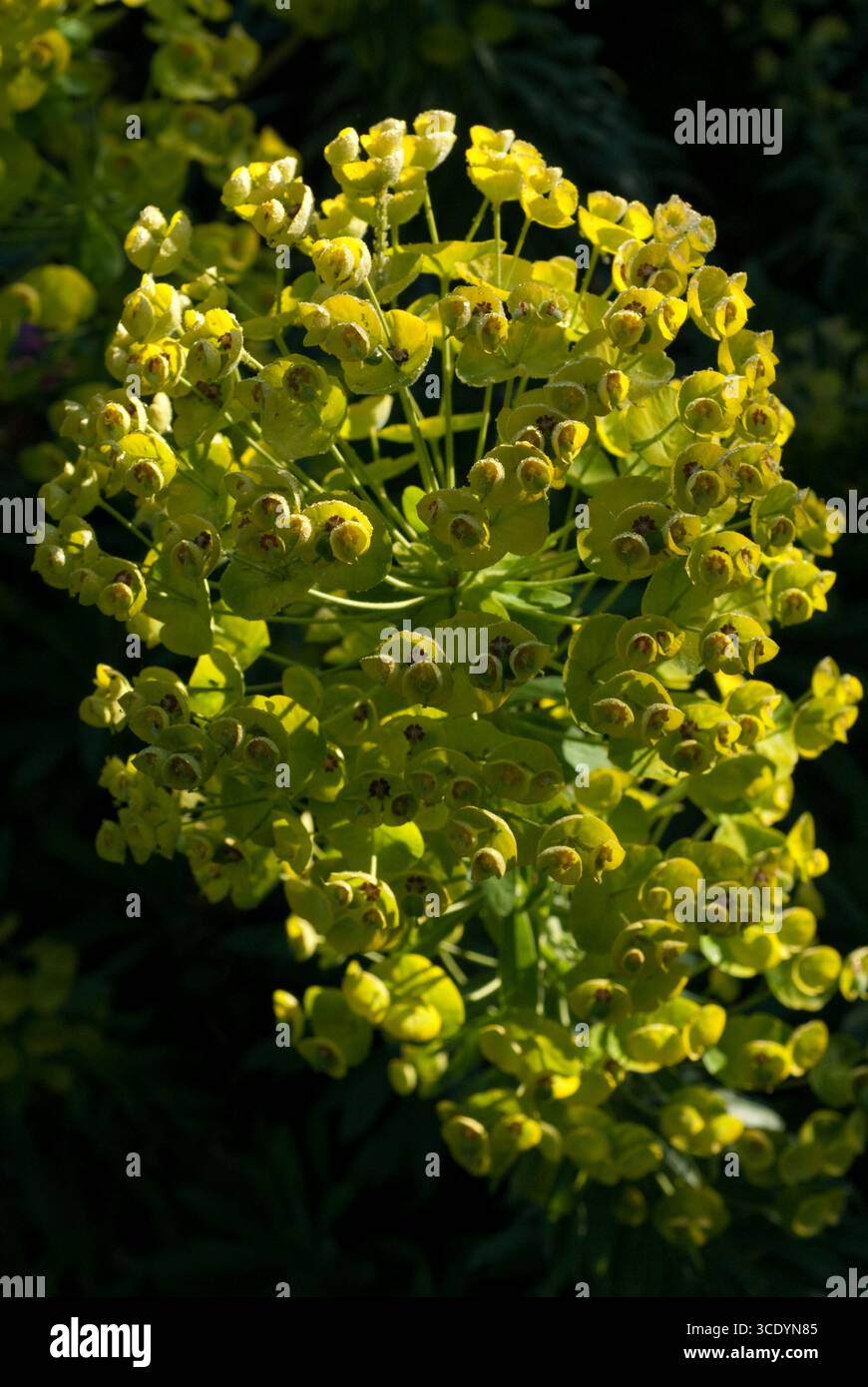 Showcasing clusters of delicate yellow flowers hi-res stock photography ...