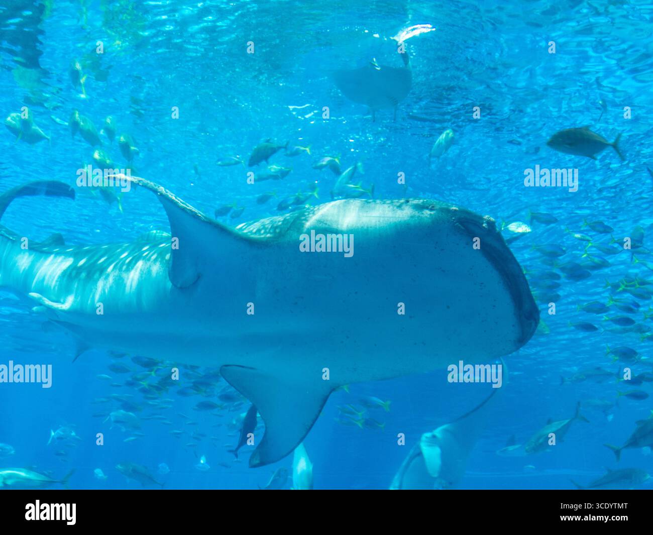 Giant whale shark in aquarium hi-res stock photography and images - Alamy