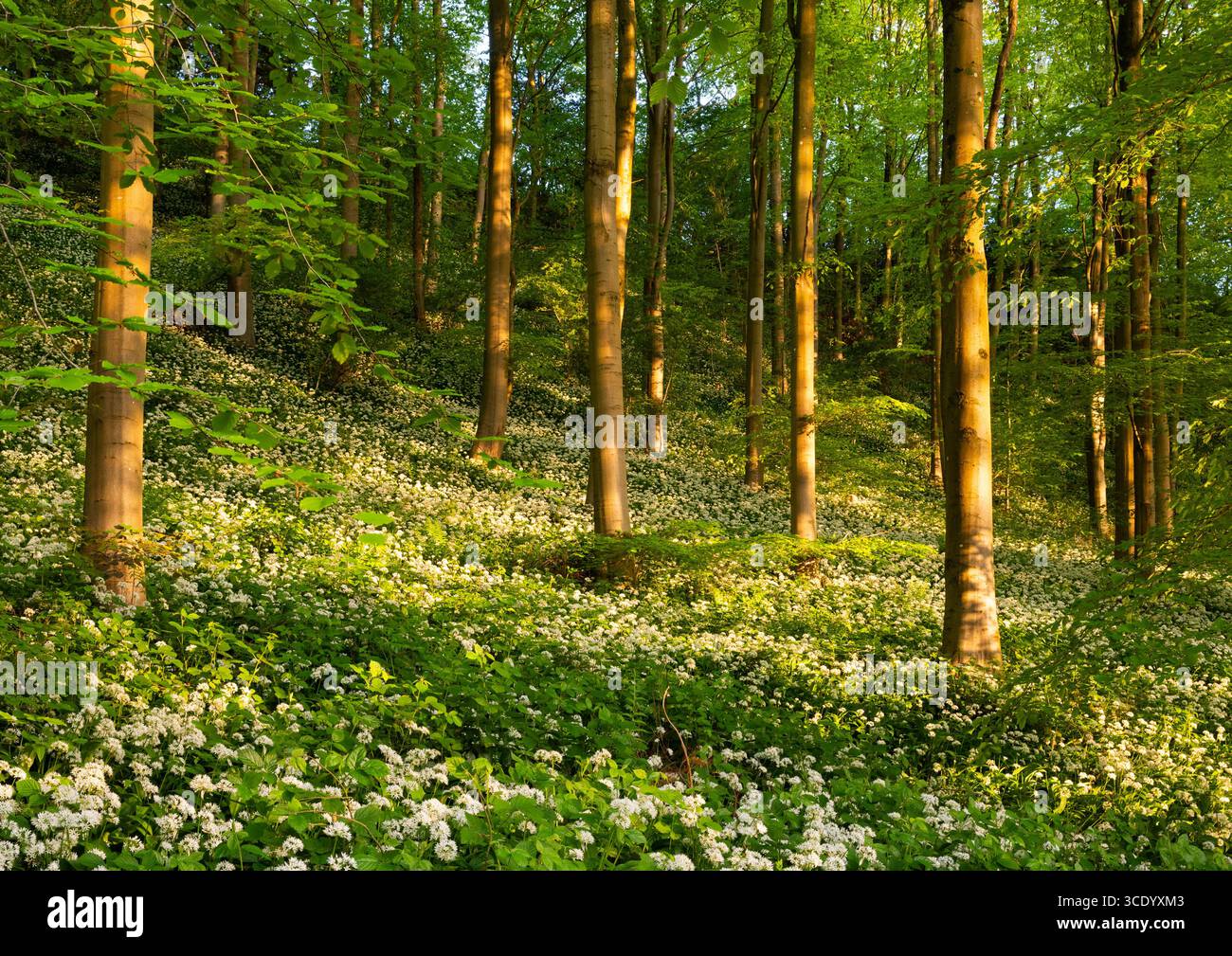 Wenlock edge spring hi-res stock photography and images - Alamy