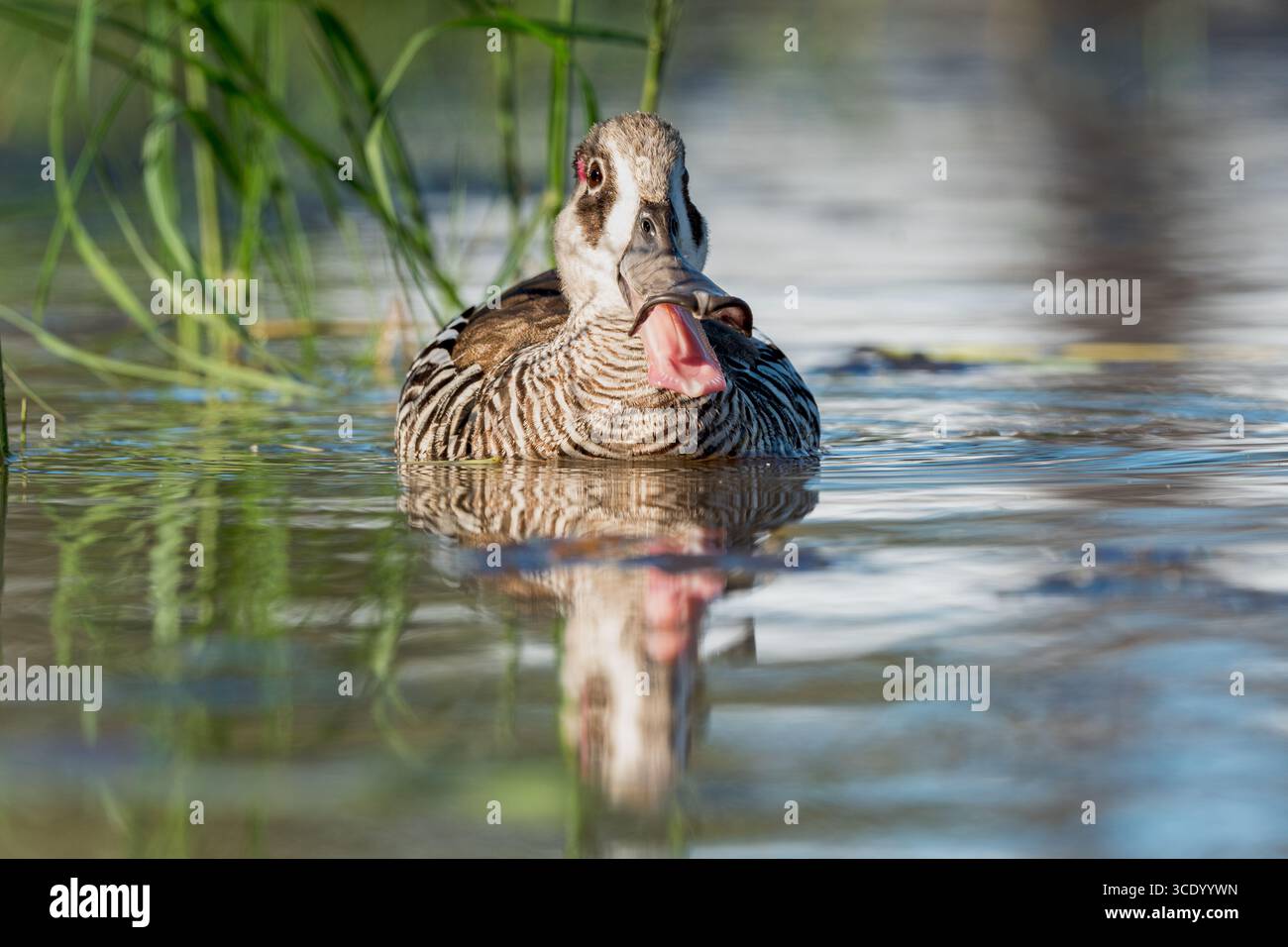 Male pink eared duck hi-res stock photography and images - Alamy
