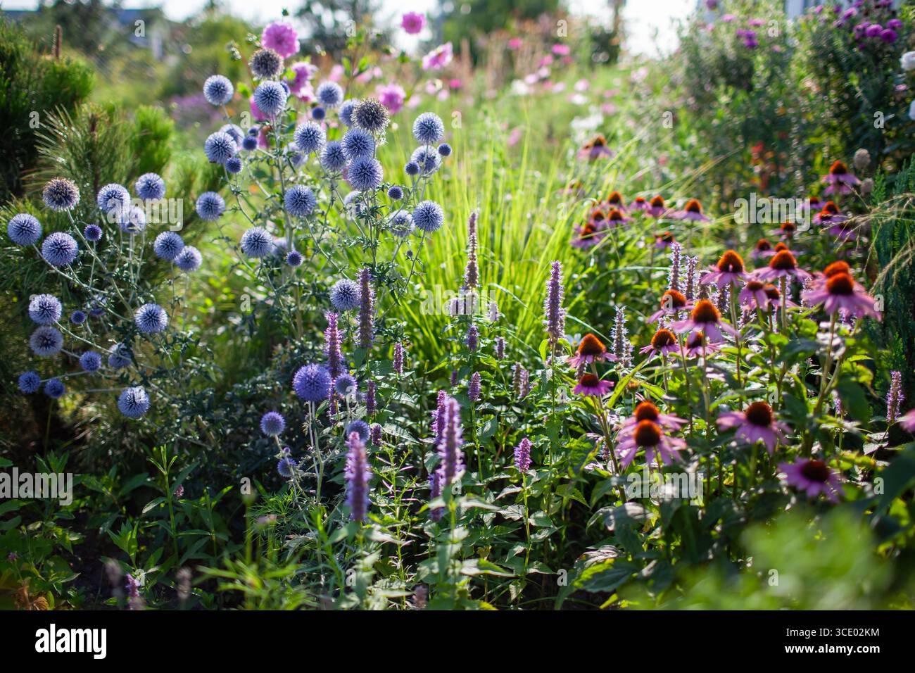 Blue echinops blooming by echinacea and agastache in summer garden ...