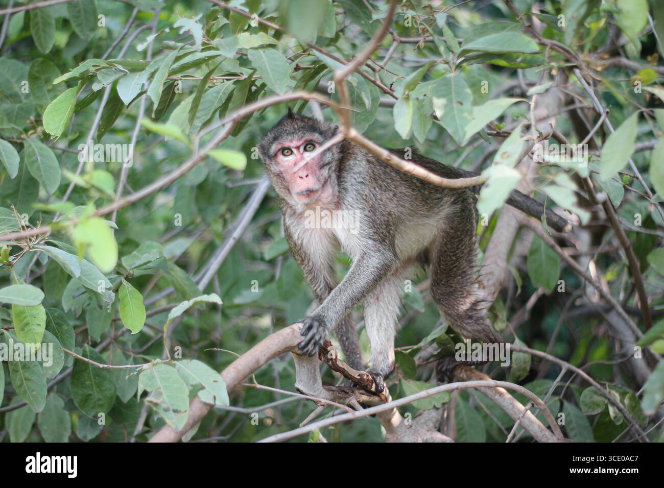 Red faced macaque hi-res stock photography and images - Alamy