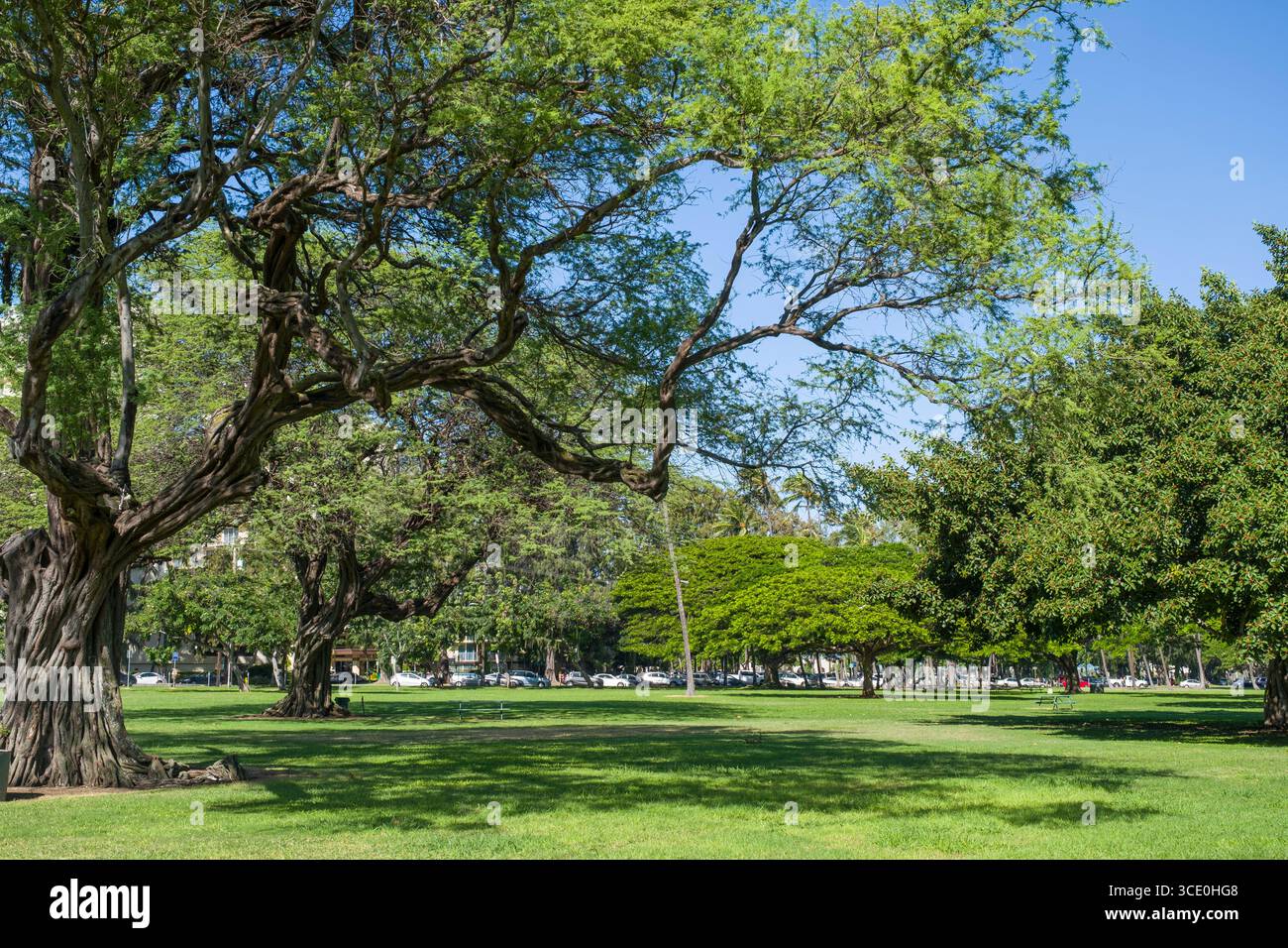 Kiawe tree in Kapiolani Regional Park, Honolulu, Oahu, Hawaii, USA ...