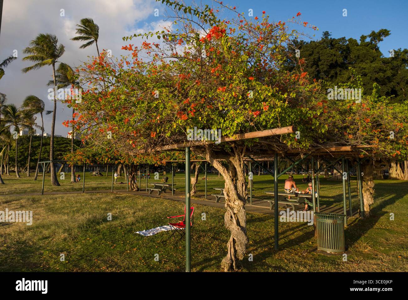 Bougainvillea supported on metal lattice, Kapiolani Regional Park ...