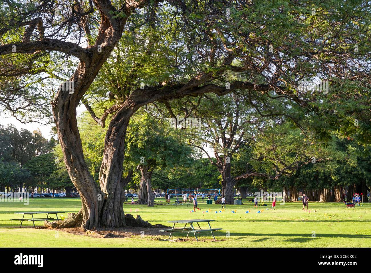Kiawe tree in Kapiolani Regional Park, Honolulu, Oahu, Hawaii, USA ...