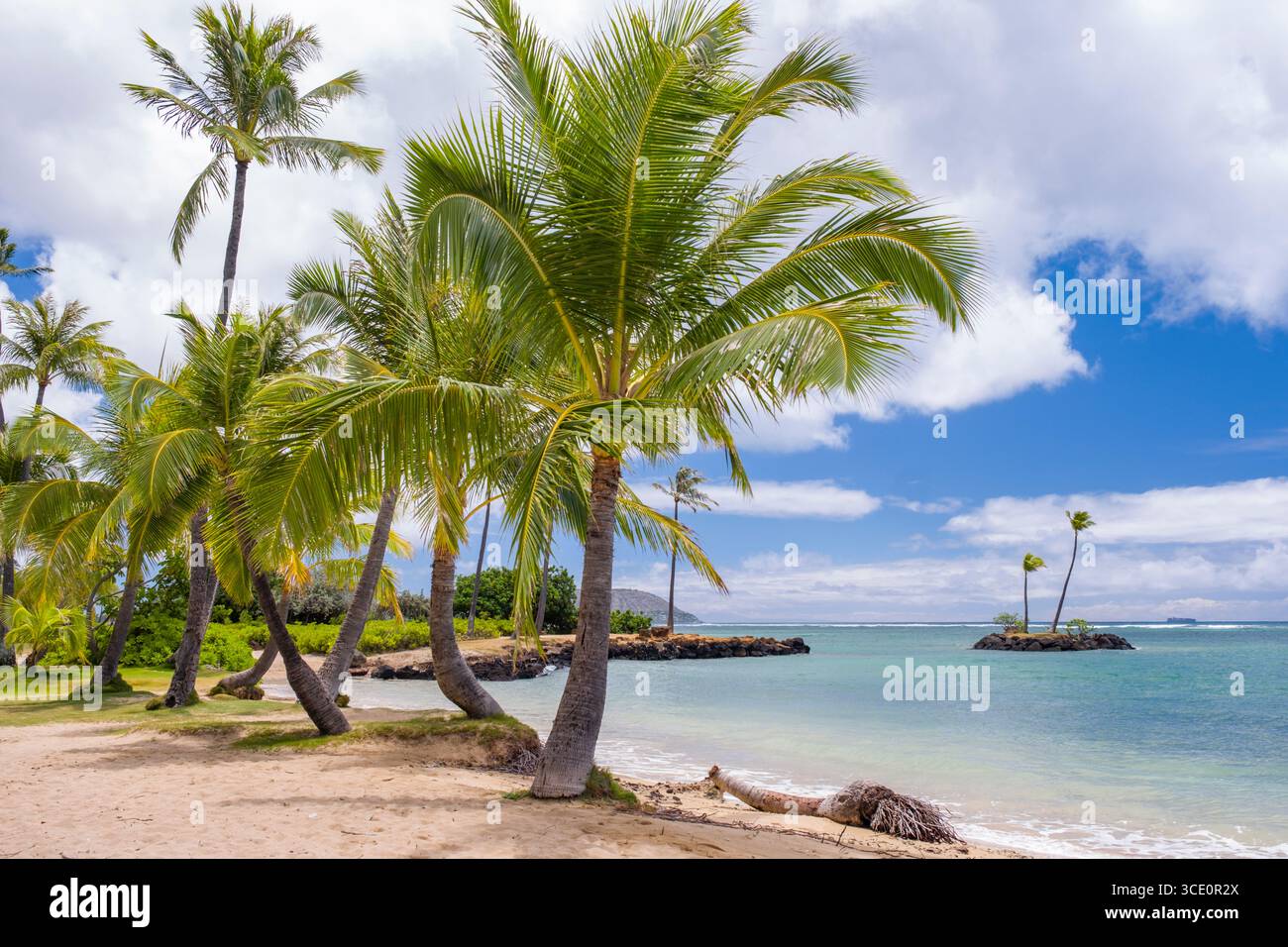 Coconut palms along the beach, Kahala Beach Apartments, Kahala ...