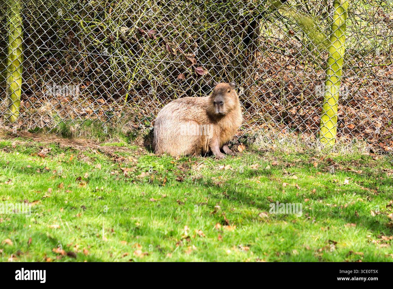 A Capybara or greater capybara (Hydrochoerus hydrochaeris) at Longleat ...