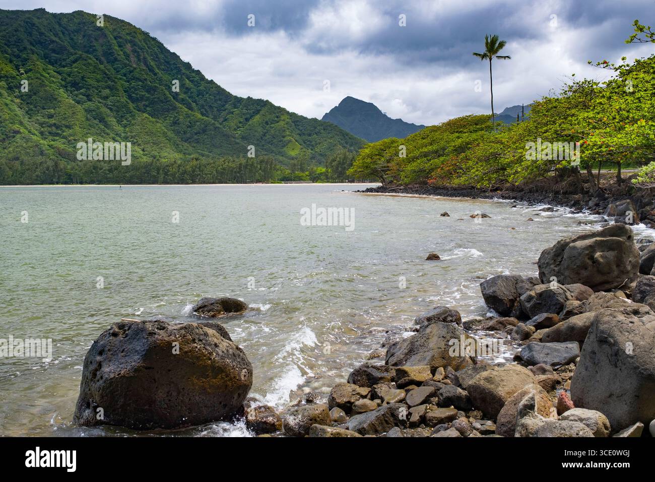 Almond trees Prunus dulcis growing above the rocky rugged coastline at ...