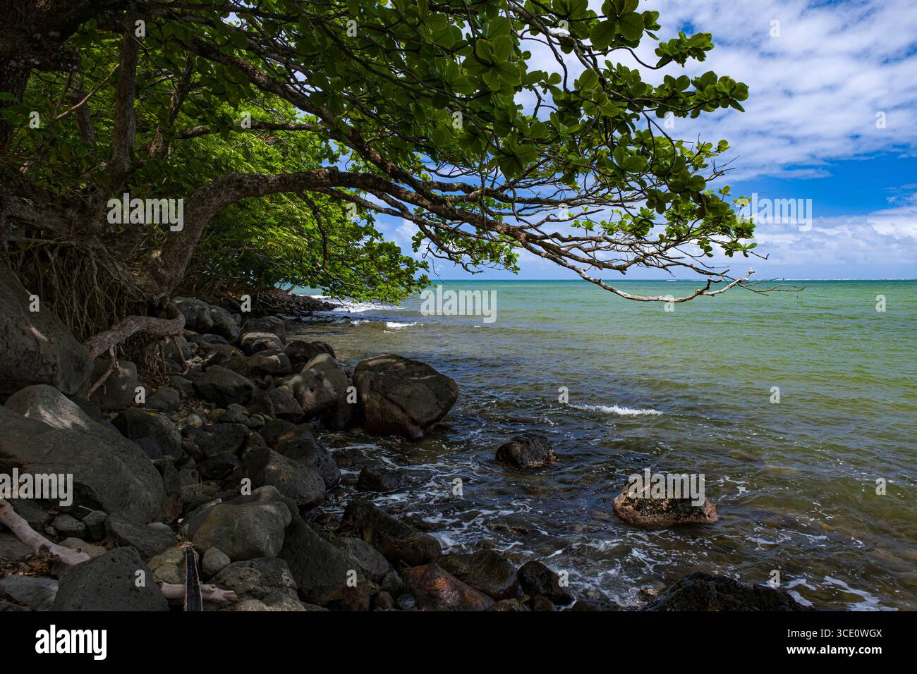 Almond trees Prunus dulcis growing above the rocky rugged coastline at ...
