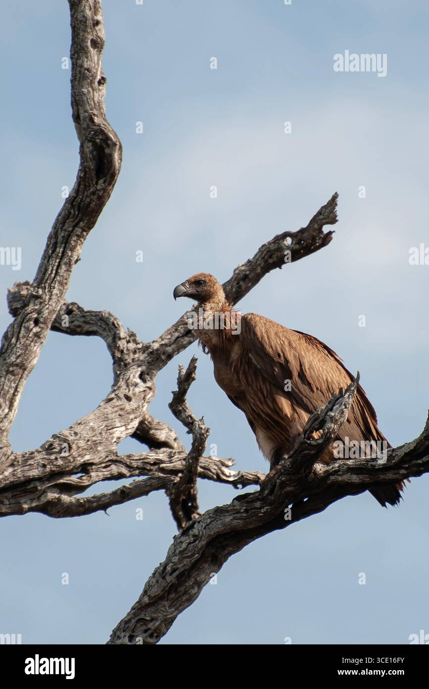 Cape Griffon, Gyps coprotheres, classified as Vulnerable, on dead tree ...