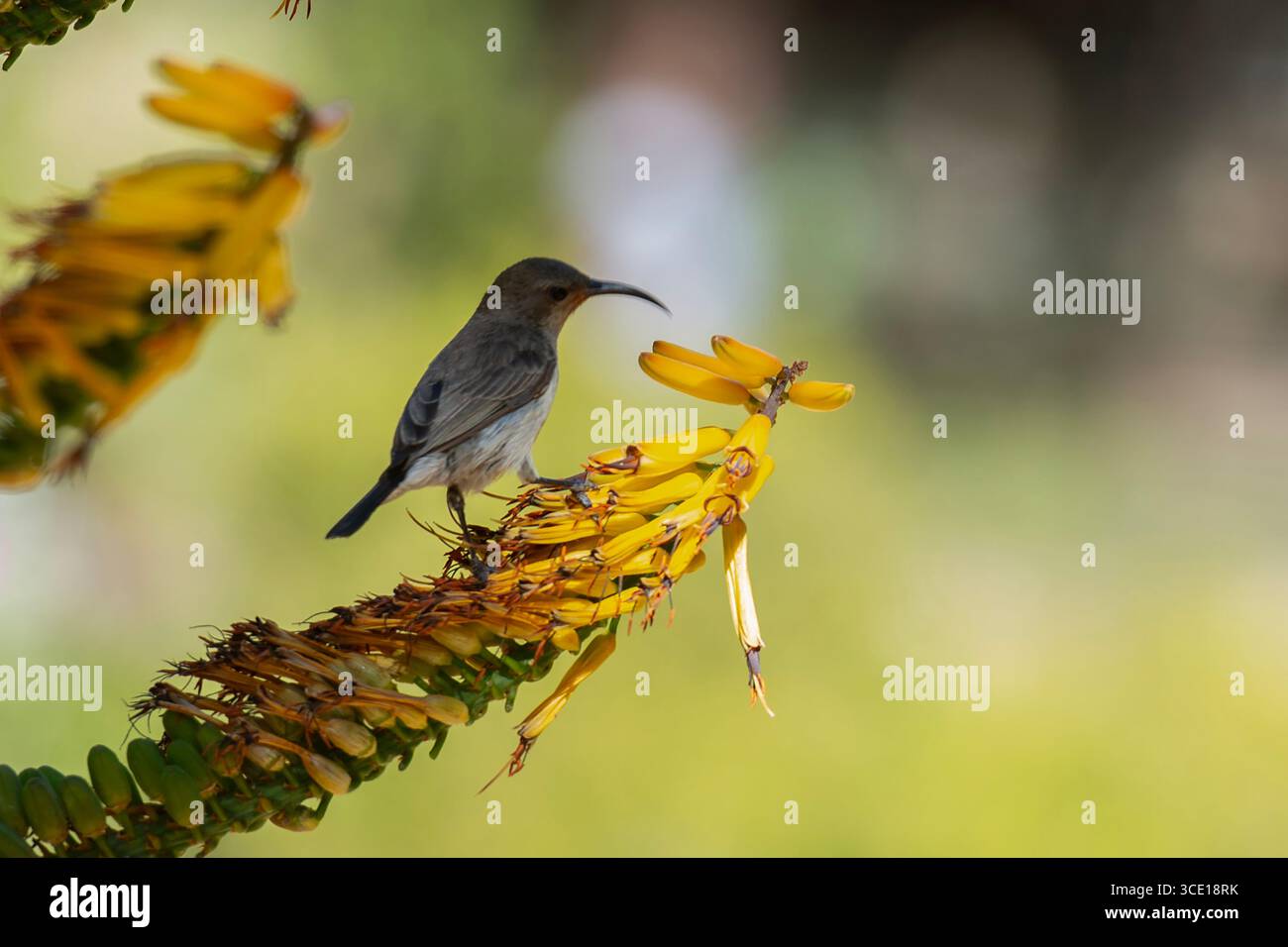 Female White-bellied Sunbird, Nectarinia talatala, Kruger National Park ...