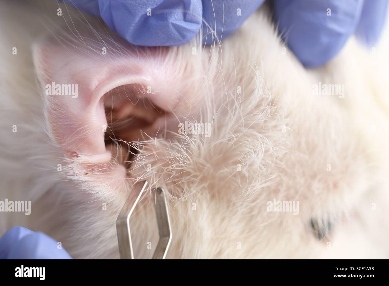 Veterinarian with tick extractor removing parasite from cat's ear in ...