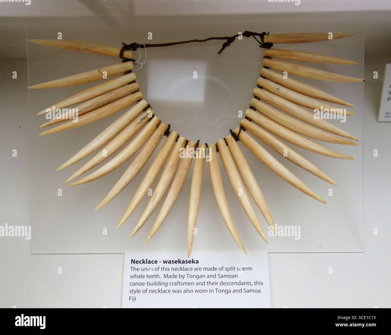 Necklace (wasekaseka), Fiji, made by Tongan or Samoan craftsmen, split ...