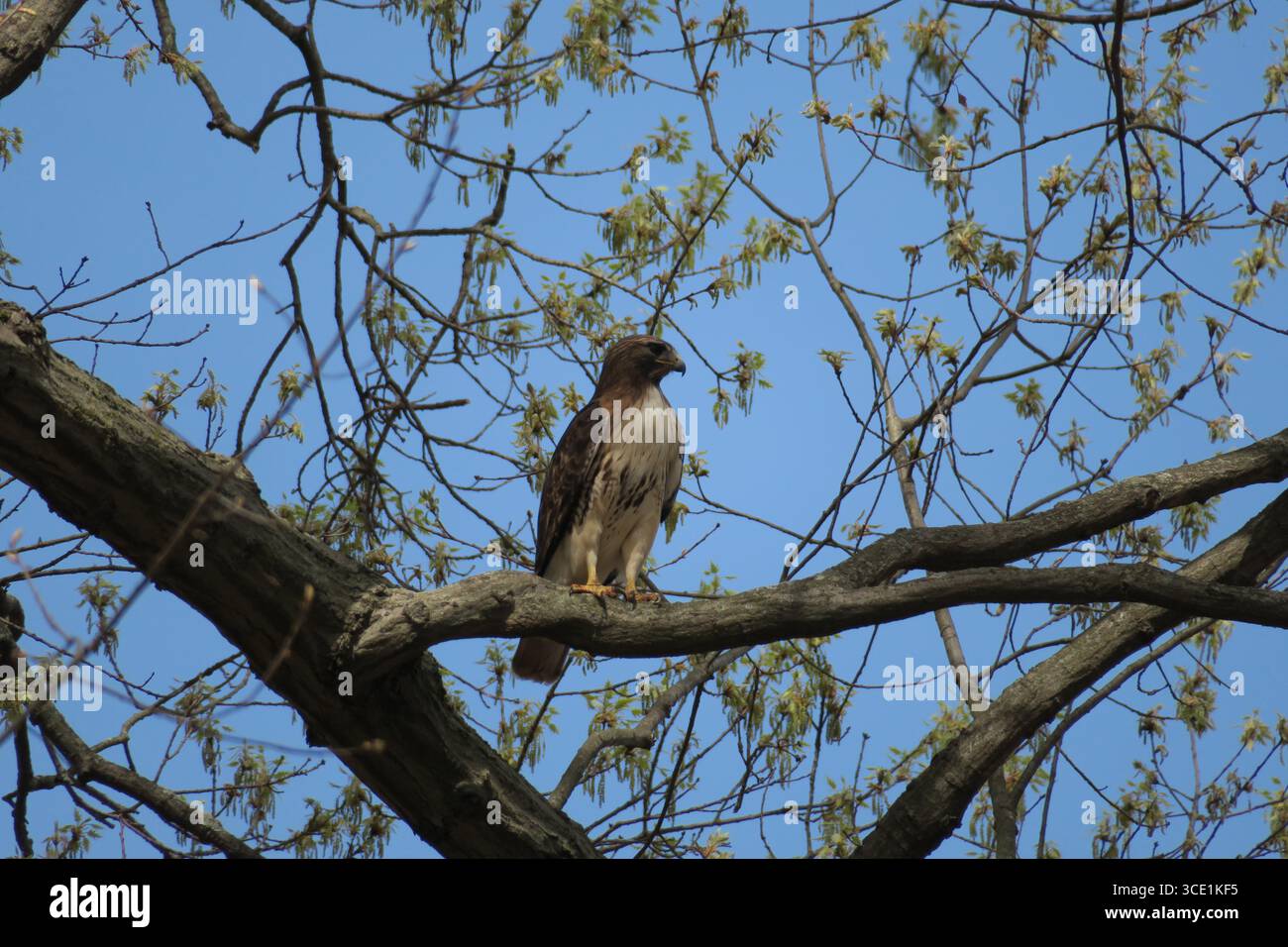 Through the delicate beginnings of leaf emergence, the keen gaze of the ...