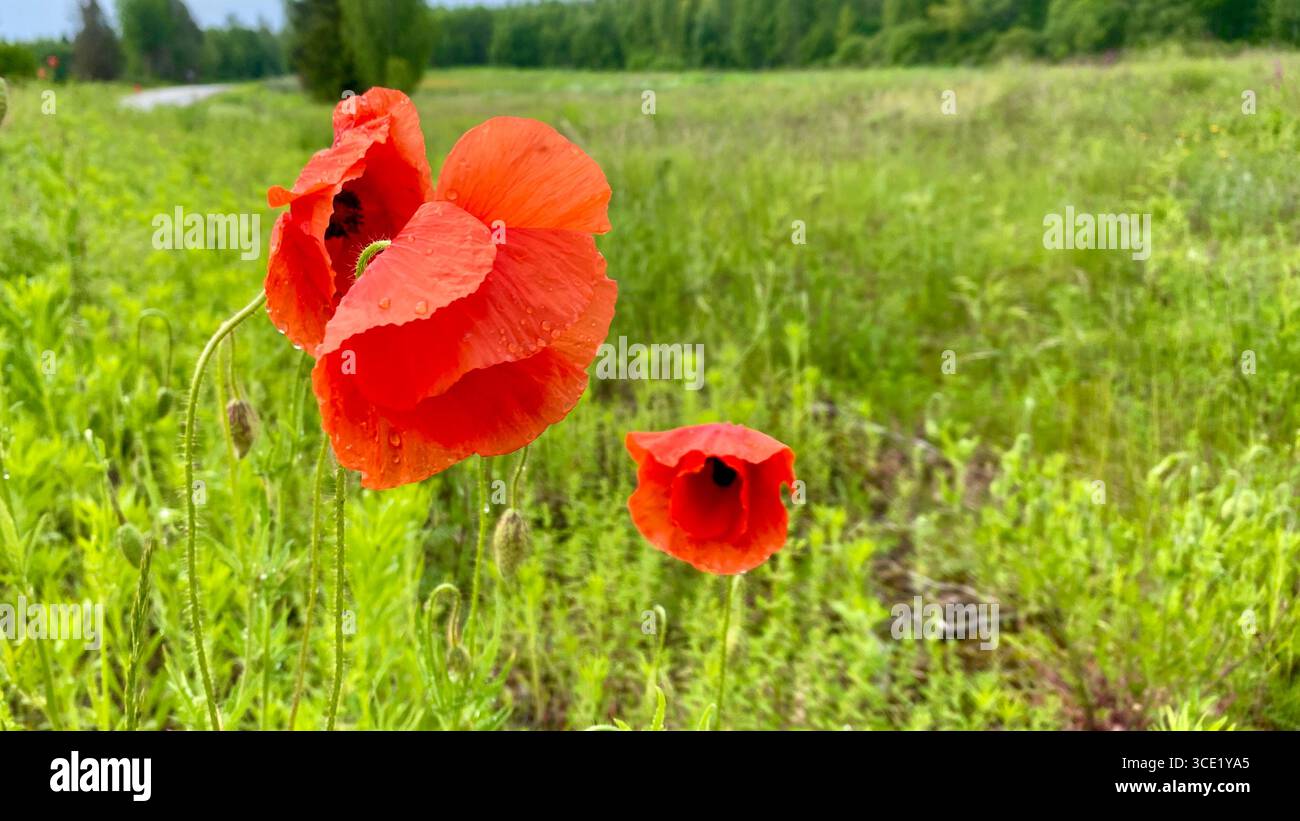 In a vibrant and lush green field, beautiful red poppies bloom ...