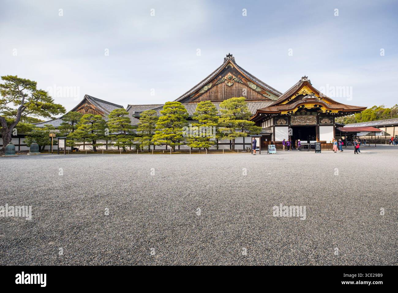 Japanese black pine in front of Ninomaru Palace built almost entirely ...