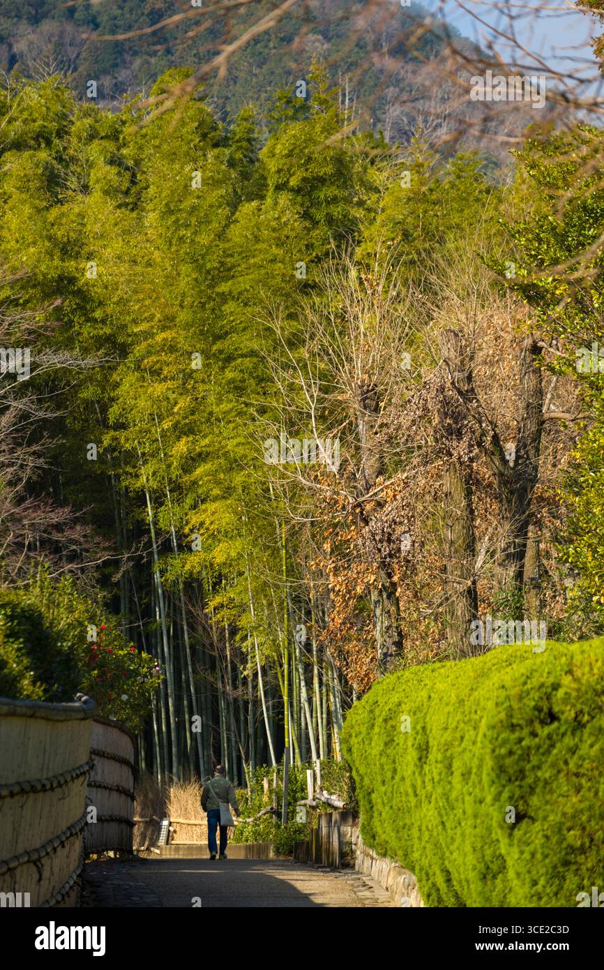 Man walking on path leading to bamboo grove, Saganonomiyacho, Ukyō-ku ...
