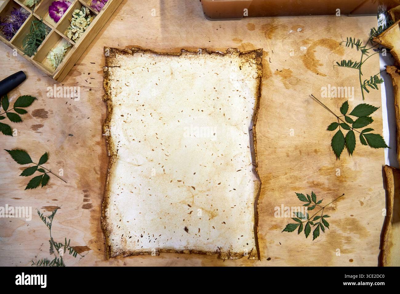 A creative herbarium project showing the full process of preserving and ...
