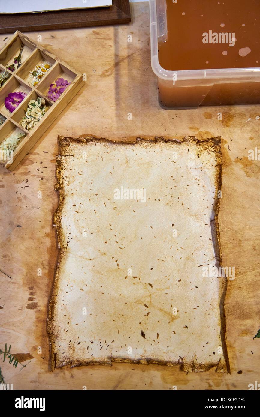 A creative herbarium project showing the full process of preserving and ...