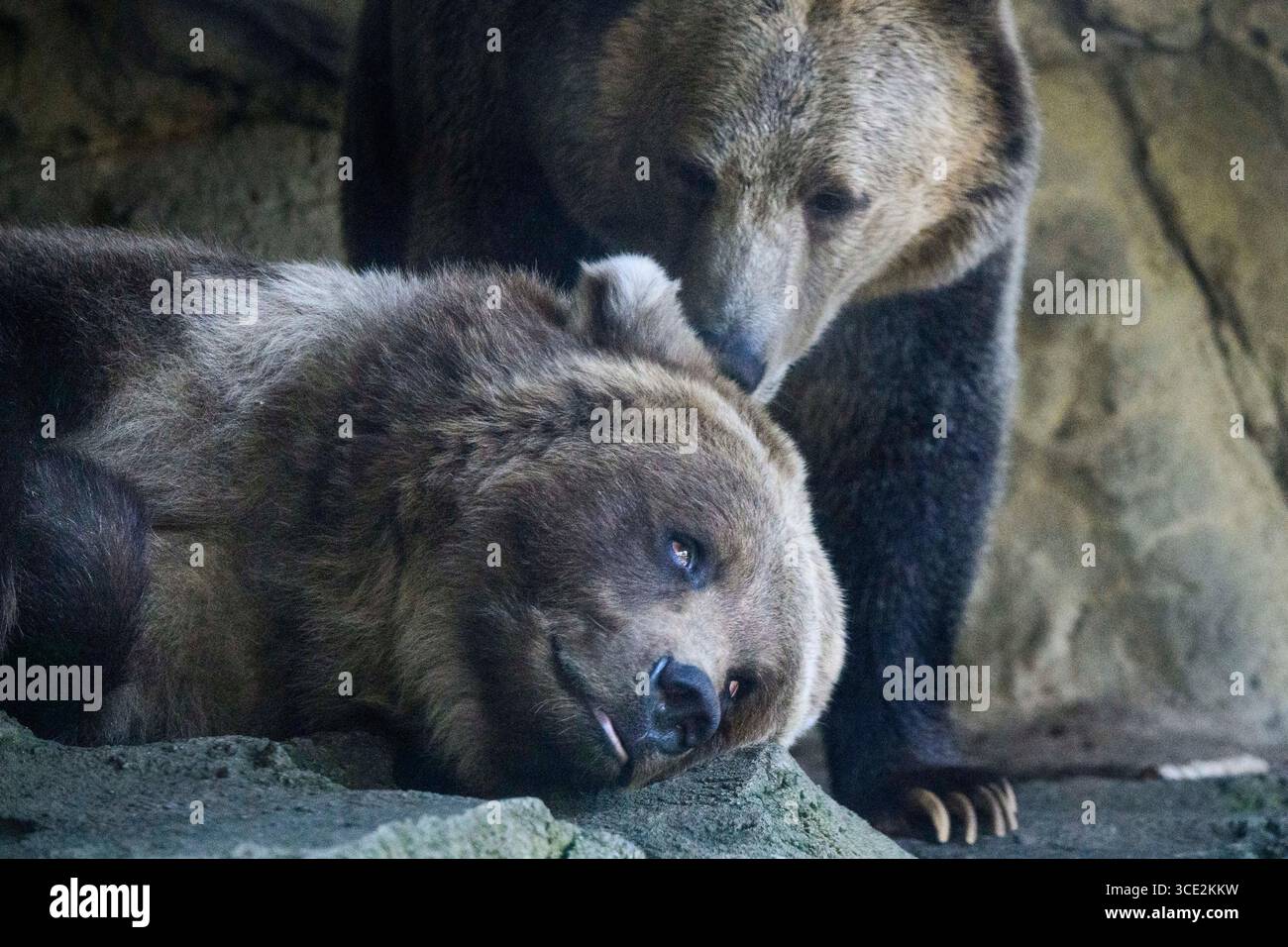 Seattle, Washington, USA. 14th Aug, 2025. Fern and Juniper are rescued ...