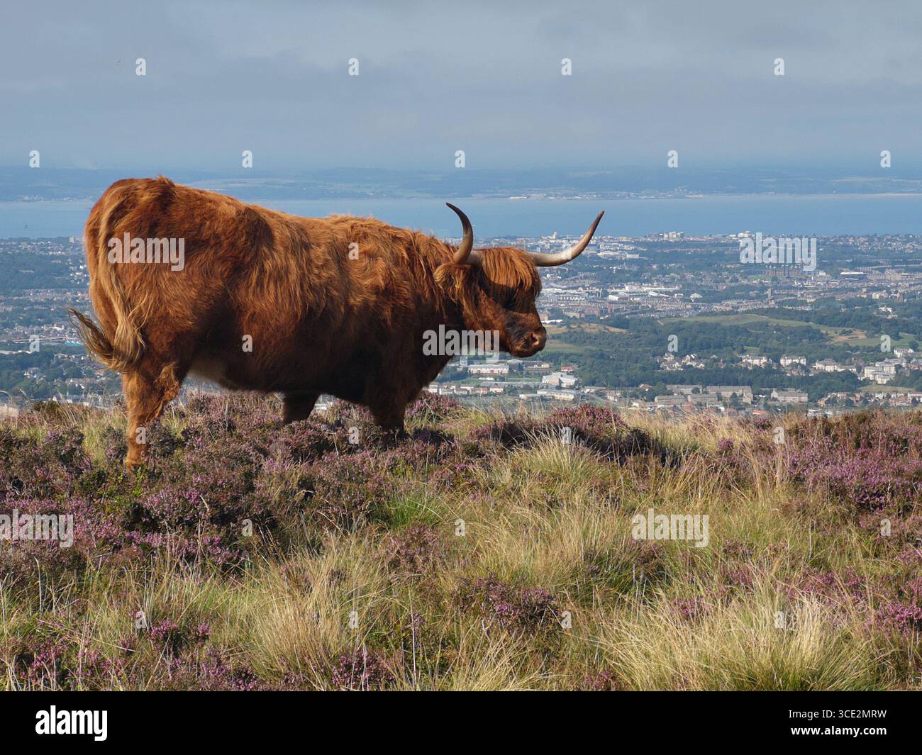 Swanston highland cows hi-res stock photography and images - Alamy
