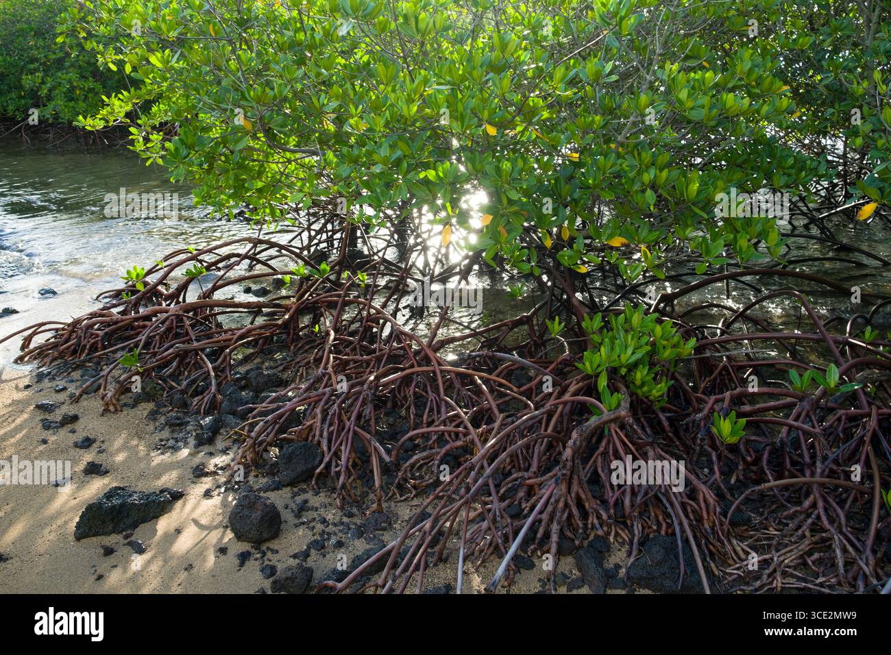 Invasive mangrove growing in brackish water along the Kaiwi State ...