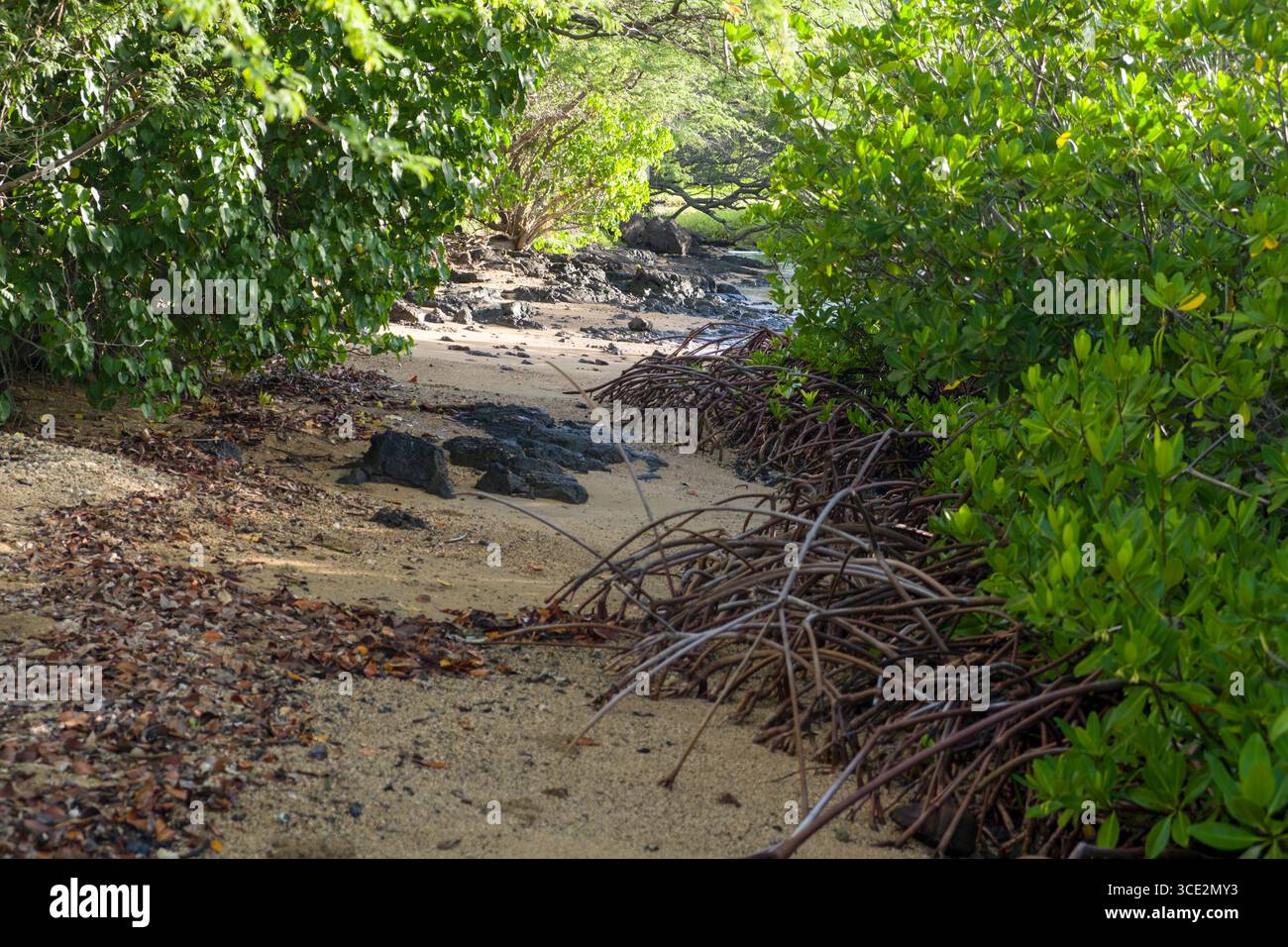 Invasive mangrove growing in brackish water along the Kaiwi State ...