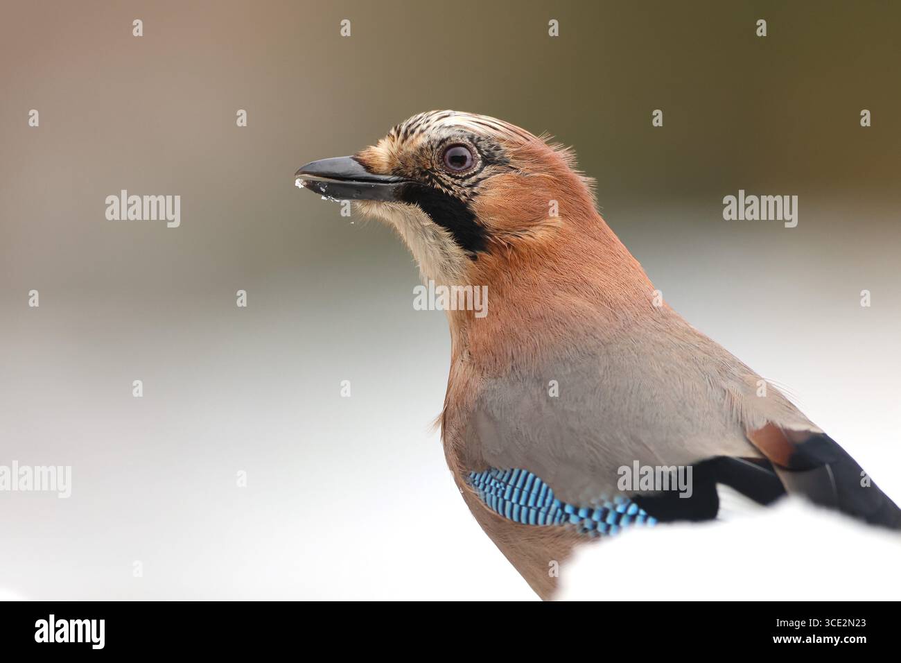 Eurasian jay eggs hi-res stock photography and images - Alamy