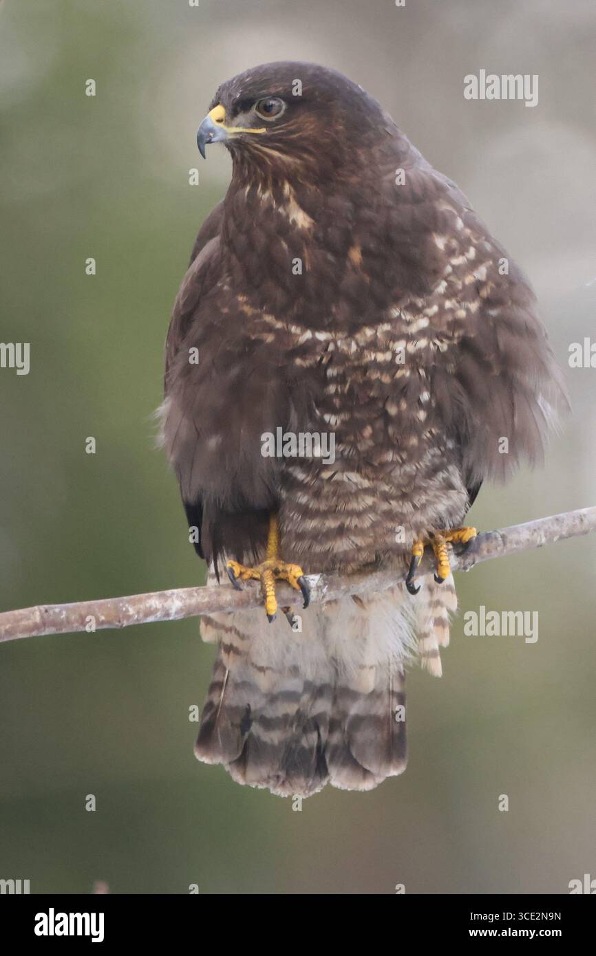 Buzzard have strong talons hi-res stock photography and images - Alamy