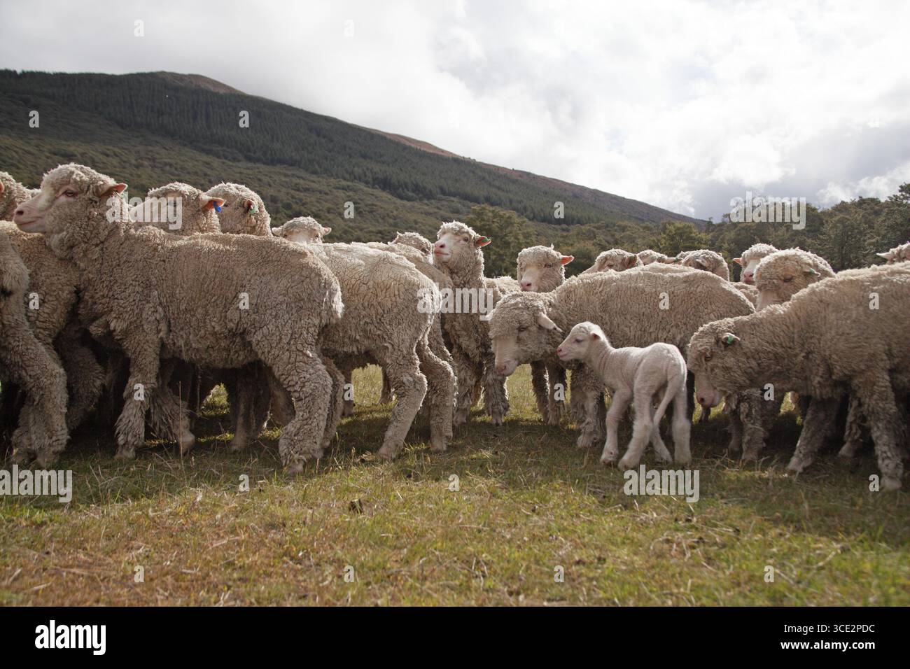 Merino sheep Cora Lynn Station Farm Wilderness Lodge New Zealand Stock ...