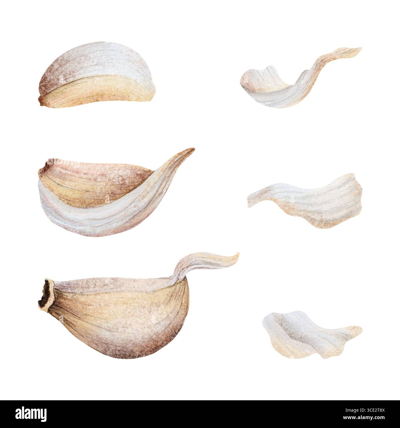 Garlic cloves and husks watercolor illustration set isolated on white ...
