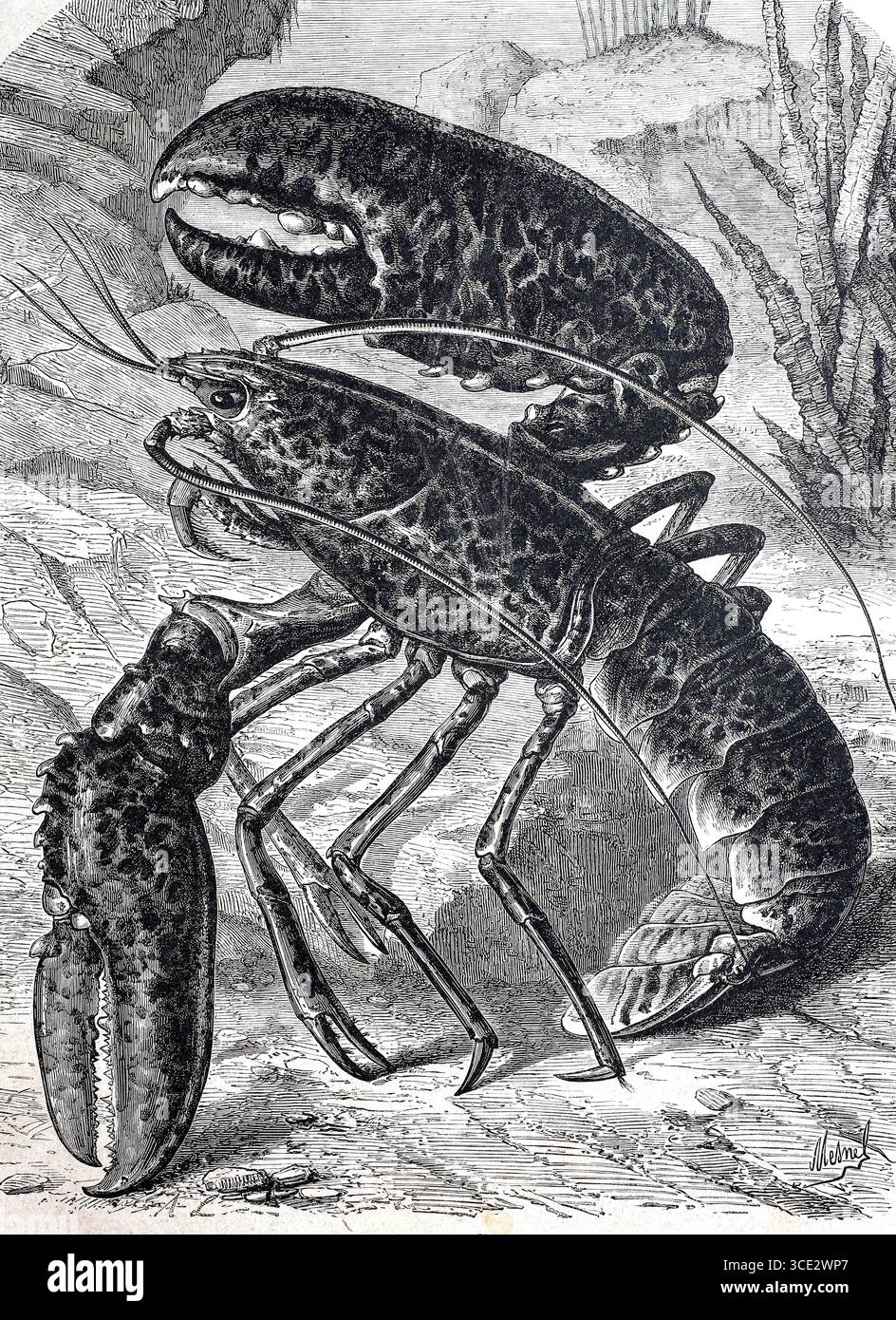 Lobster, Homarus, marine genus of decapods, Decapoda, from the family ...