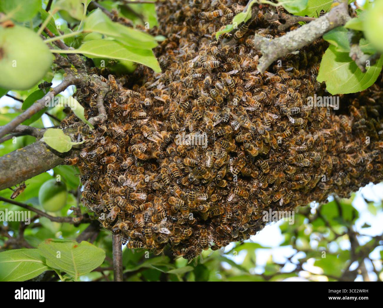 Swarm of bees close up. Swarm of bees on the tree. Swarm Catching Stock ...