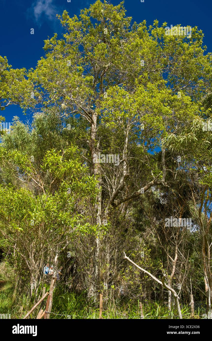 Sandalwood Tree, commonly called ʻiliahi, are endemic to Hawaii, Waimea ...