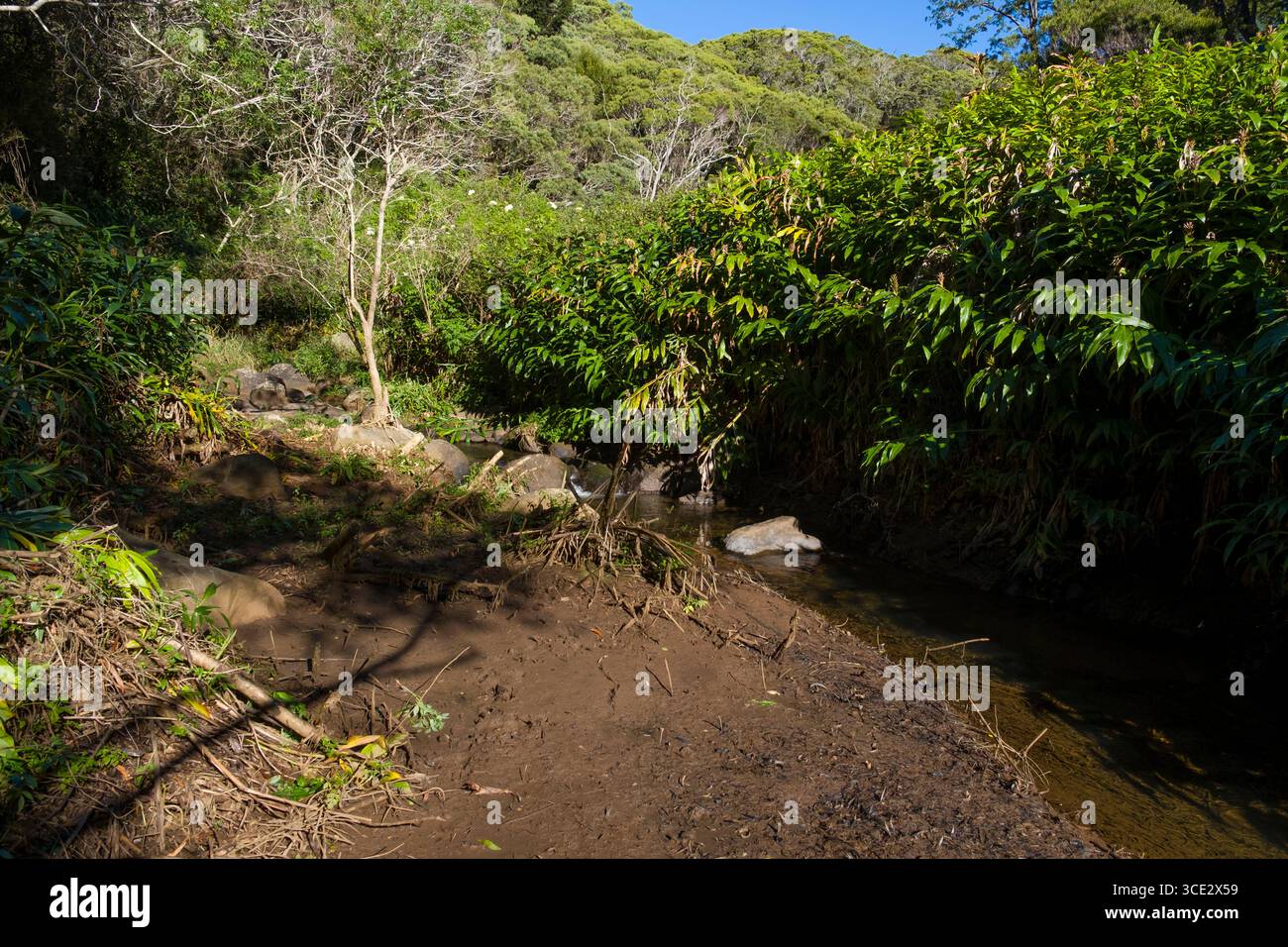 Koke‘e Stream after riverbank clearing of the invasive Himalayan Ginger ...