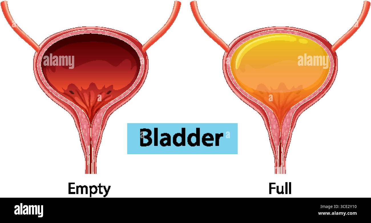Full bladder Stock Vector Images - Alamy