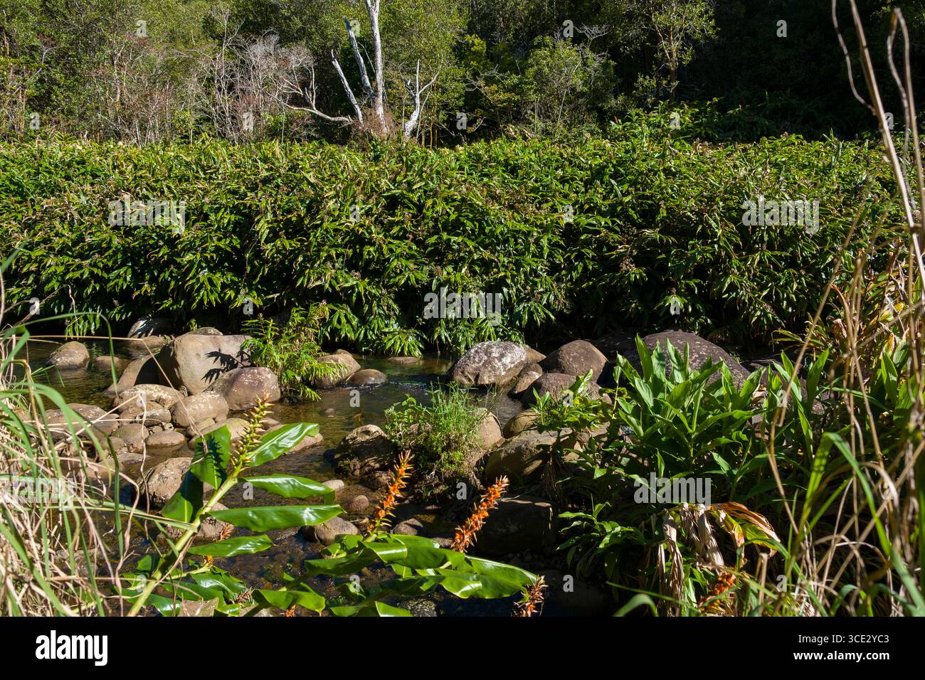 Invasive Himalayan Ginger growing along the riverbanks of the ...