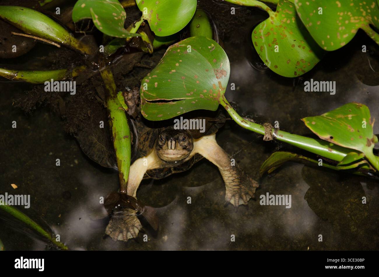 Eastern black-bridged leaf turtle Cyclemys pulchristiata. Under captive ...